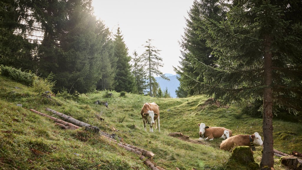 Own farming in Austria - Der Brandstetterhof